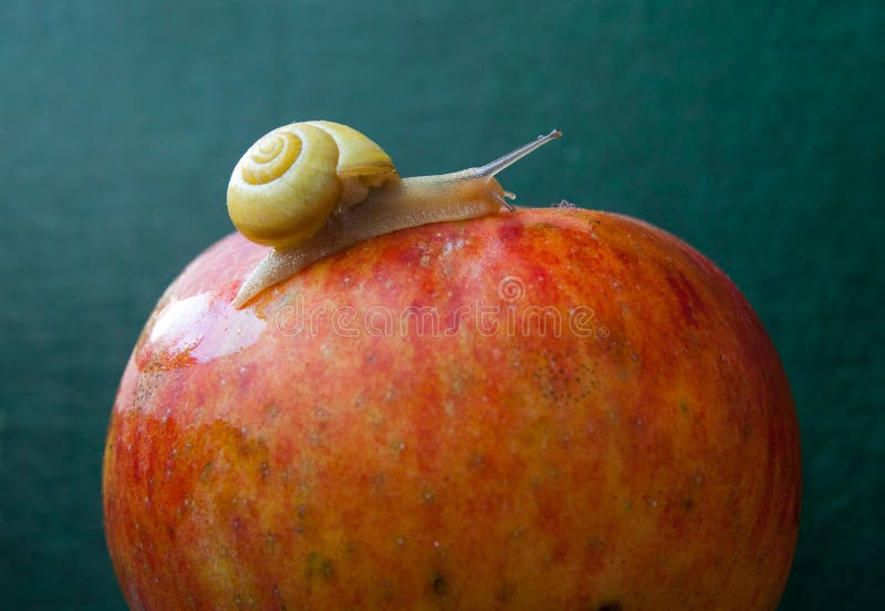 Emerald Snail Walking on the Green Leaf Stock Photo - Image of nature ...