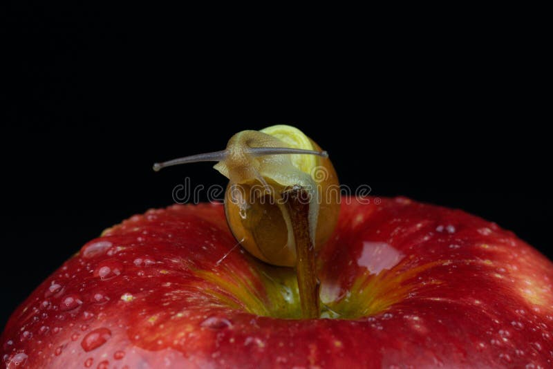 Apple stock photo. Image of delicious, isolated, sunlight - 52627166