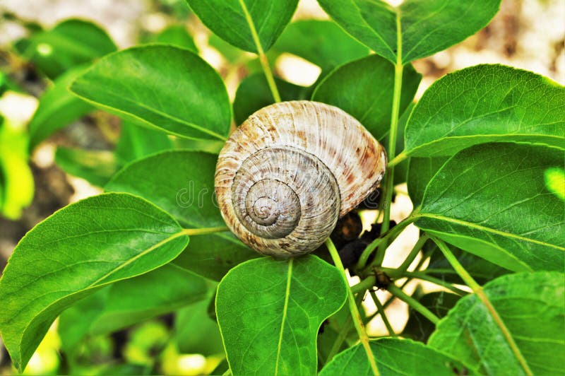 Snail stock image. Image of pest, garden, mollusk, apple - 71045715