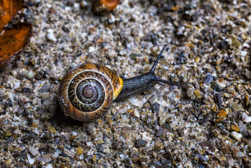 Snail on an Autumn Background Stock Image - Image of autumn, animals ...