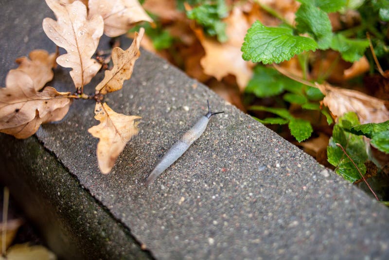 Snail on autumn leaves stock image. Image of liquid - 185681617