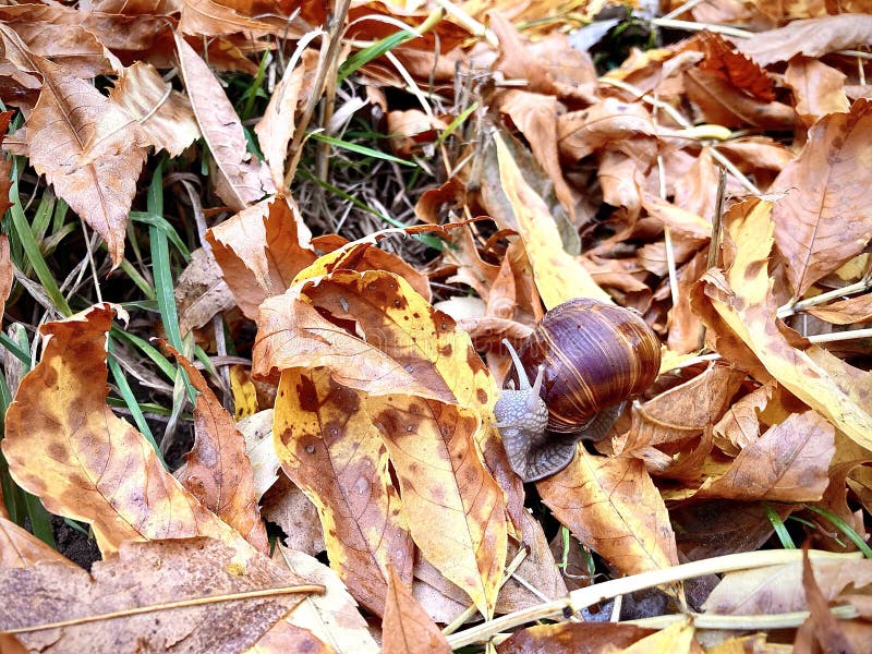 Snail in autumn leaves stock photo. Image of color, nature - 198722220