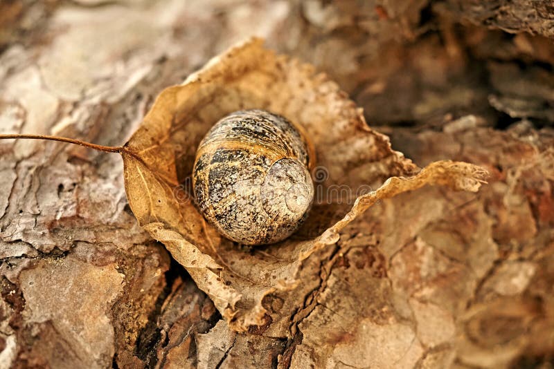 Snail in autumn stock image. Image of autumn, nature - 196049005