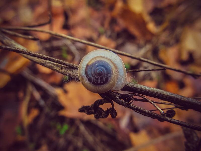 Snail on a Background of Autumn Leaves Close-up Stock Photo - Image of ...