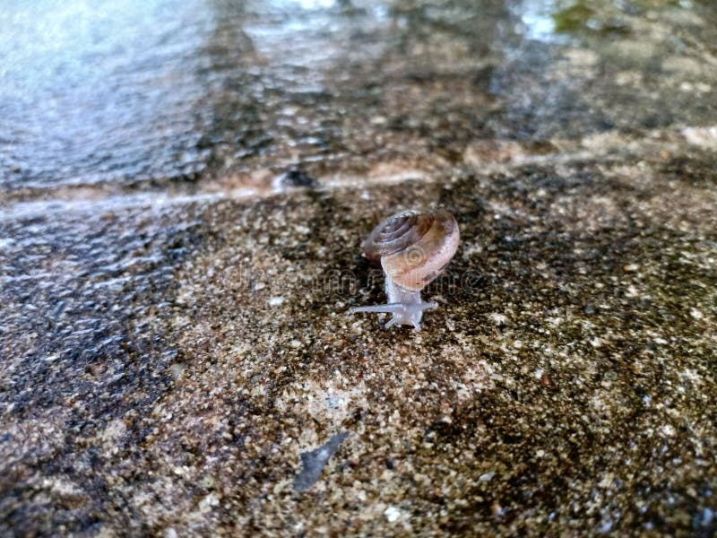 Snail wears armor stock photo. Image of background, wears - 123518440