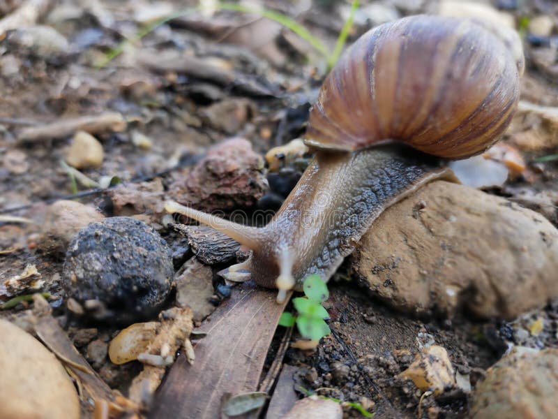 Snail in backyard stock photo. Image of liquid, snail - 200130090
