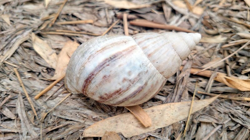 Snail on the Bamboo Leaves Ground Stock Photo - Image of shell, snail ...