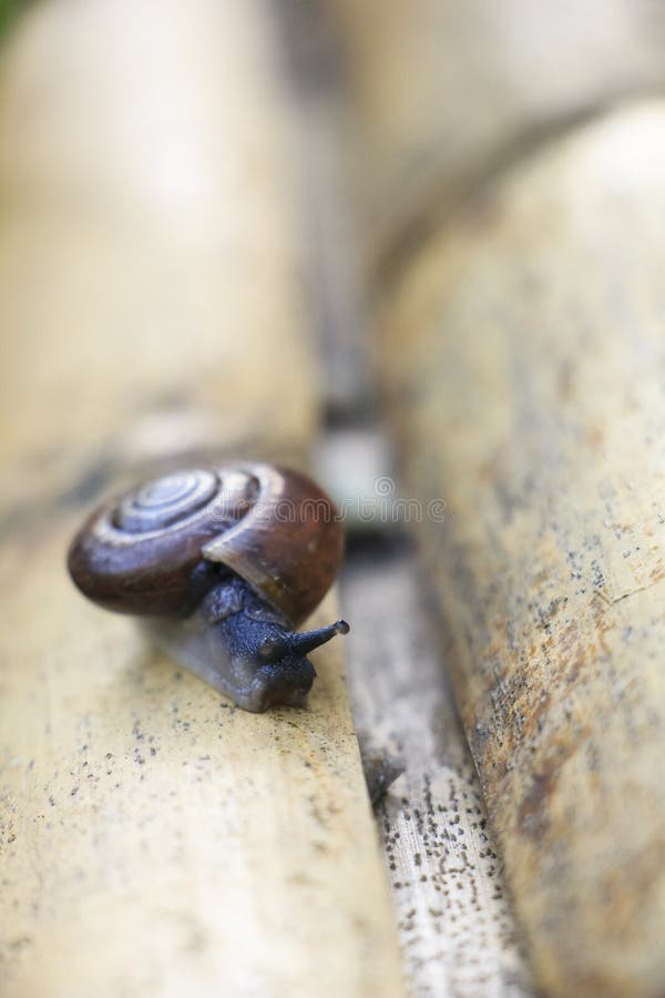 Snail on bamboo sidewalk stock photo. Image of invertebrate - 84287034