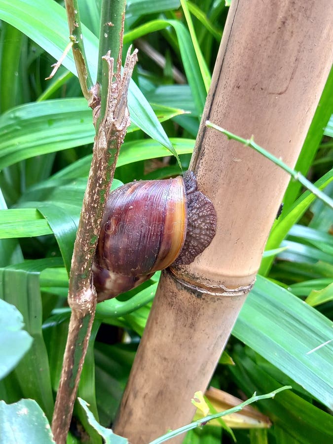 A snail at bamboo tree stock photo. Image of slimy, jungle - 262973834