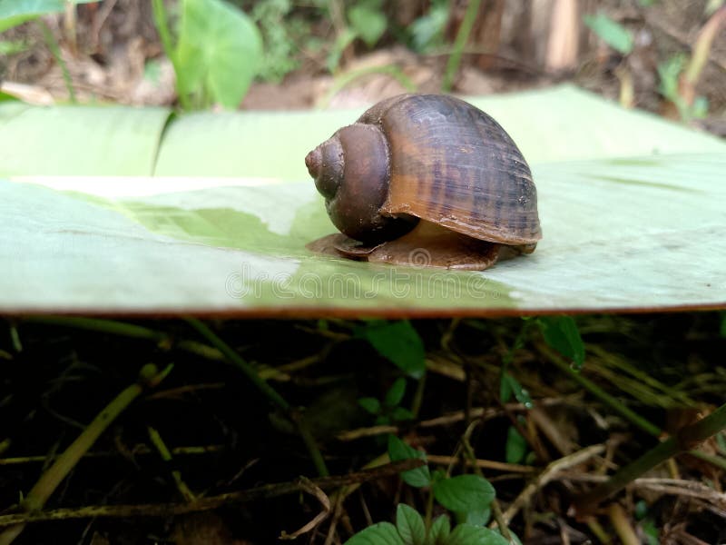 Snail on a banana leaf stock image. Image of grasshoppers - 310135659