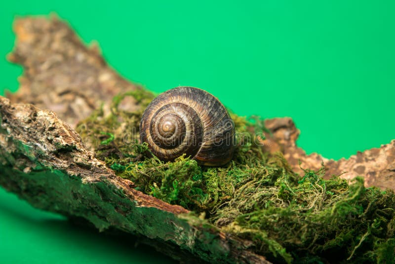 Snail on the Bark of a Tree on a Green Background Stock Image - Image ...