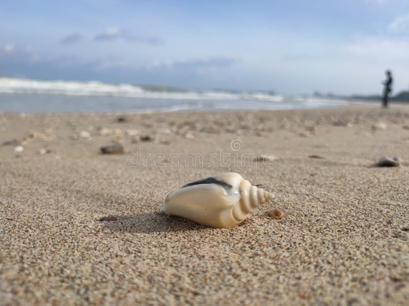 Snail at a beach stock image. Image of seashore, seashell - 34597145