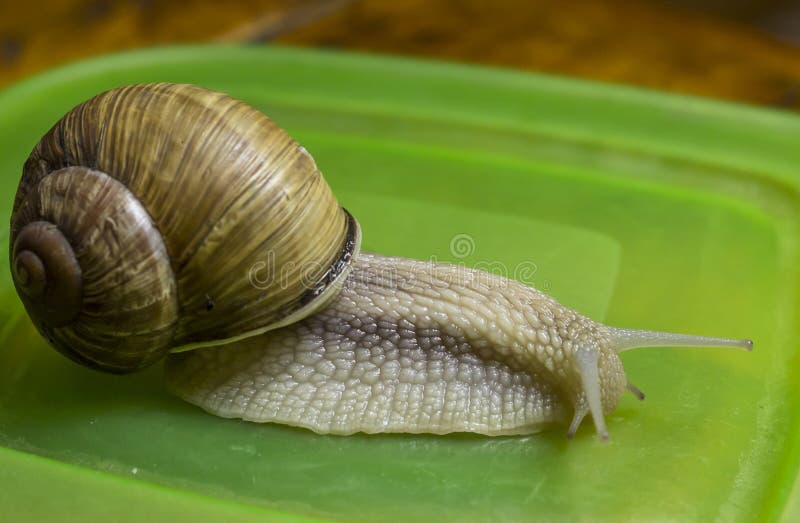 Snail stock photo. Image of slowpoke, crawl, slowly, tendrils - 44587832
