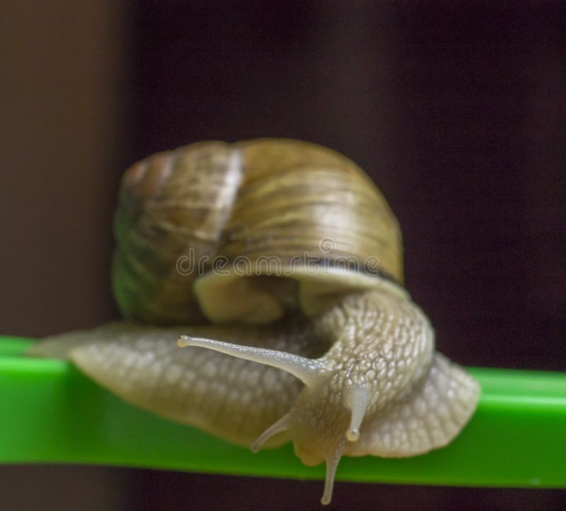 Snail stock image. Image of delicate, slowly, slowpoke - 44587837
