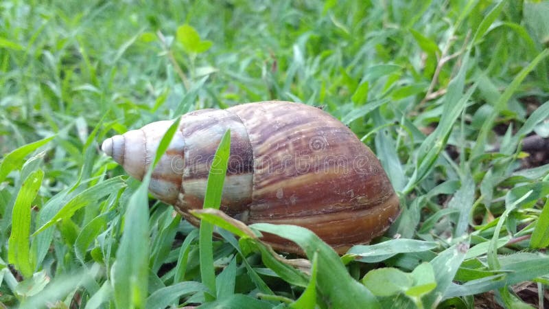 Little Samuk Stock Photos - Free & Royalty-Free Stock Photos from ...