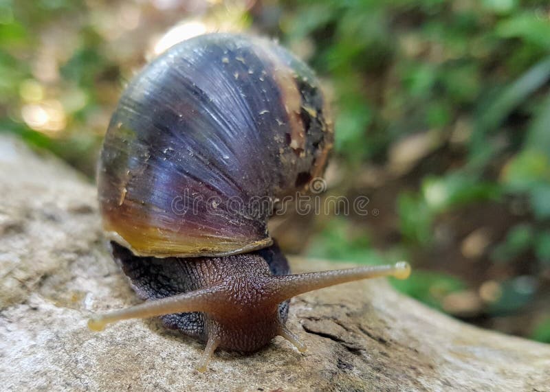Snail bekicot bali stock photo. Image of bekicot, bali - 185442992