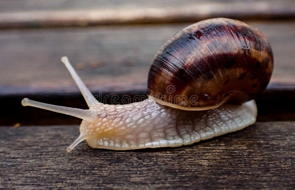Snail on a bench stock photo. Image of bench, snail - 221322458