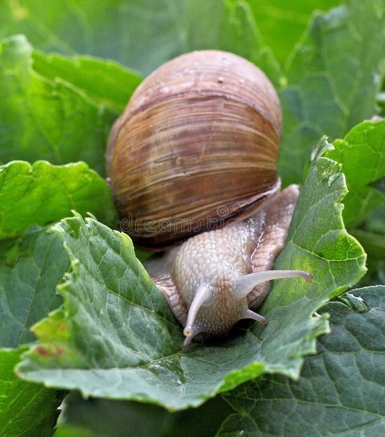 Snail stock image. Image of meadows, snail, macro, mollusks - 13345649