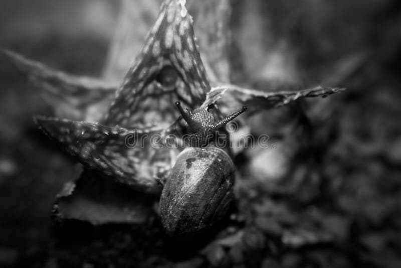 Snail in black stock photo. Image of black, snail, proprang - 57091848
