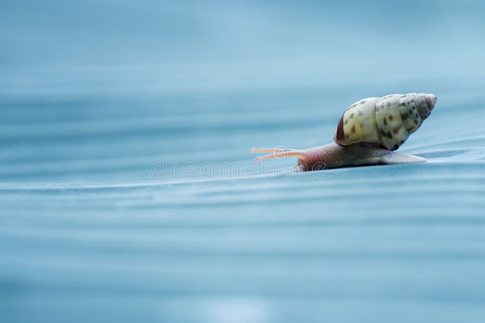Snail on blue stock photo. Image of soft, snails, simple - 117148902
