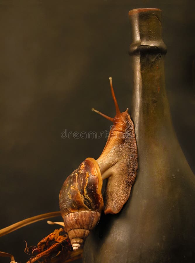 Snail and a bottle of wine stock image. Image of brown - 70242661