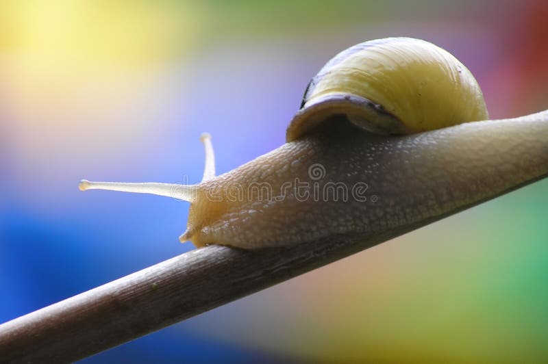Snail on branch stock photo. Image of detail, motion, macro - 160268