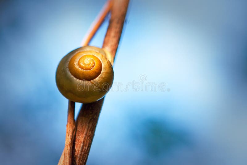 Snail on a branch stock image. Image of wild, closeup - 218789527