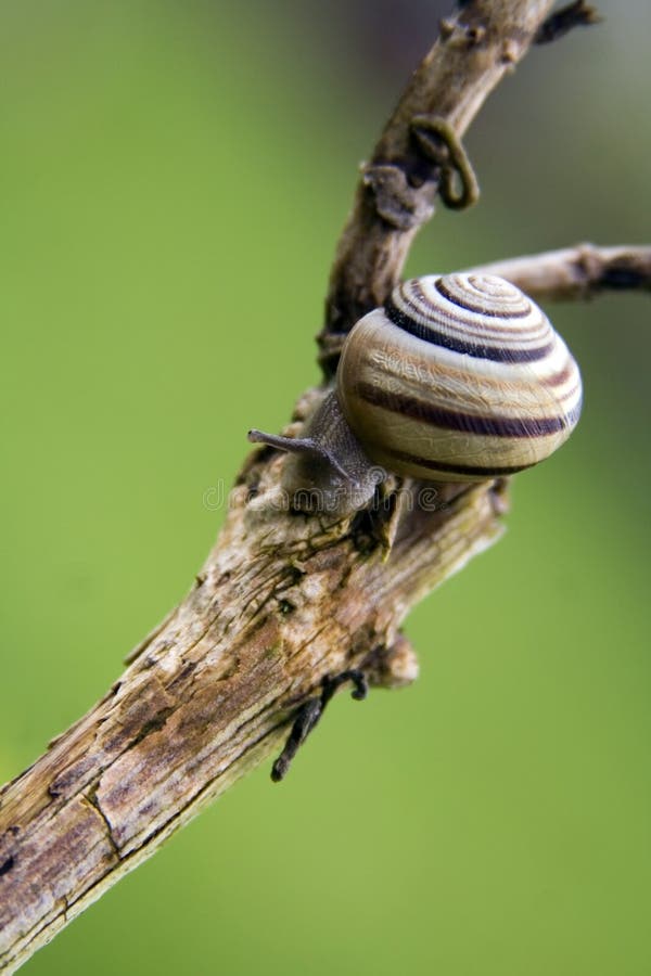 Snail on a branch stock image. Image of shell, motion - 5078835