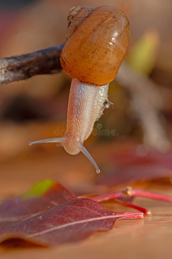 Snail on a branch stock image. Image of wild, closeup - 218789527
