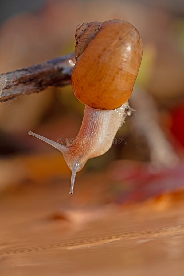 Snail on a branch stock image. Image of wild, closeup - 218789527
