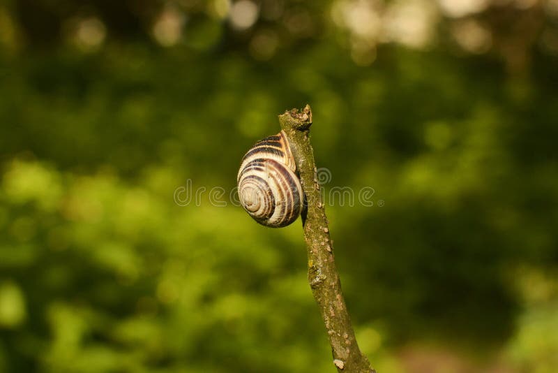 Snail on a Branch in the Park Close Up Stock Image - Image of park ...