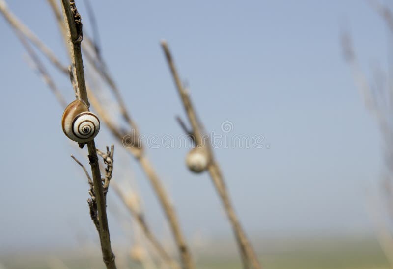 Snail on a branch stock photo. Image of blue, brown, branches - 38958688