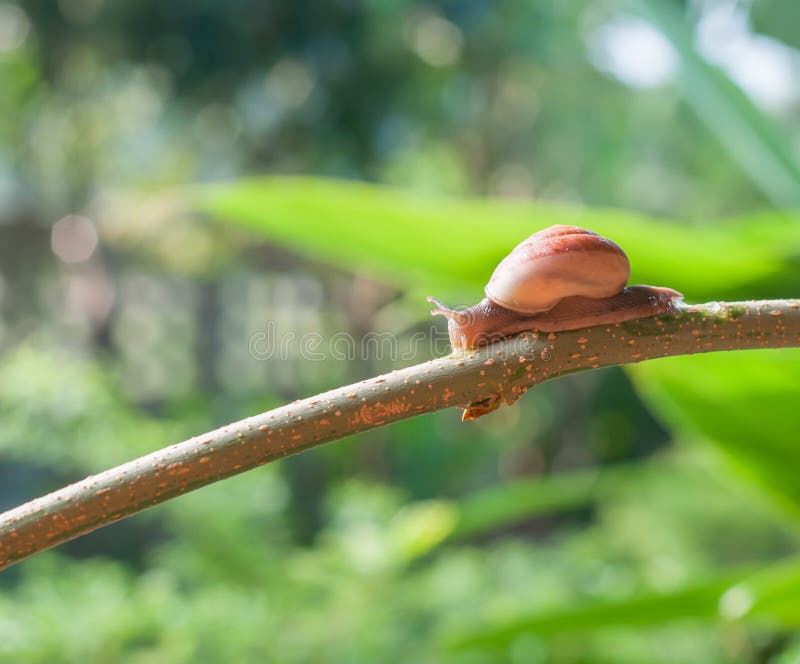 The Snail on the Branch of Plant in Raining on Nature in the Morning ...