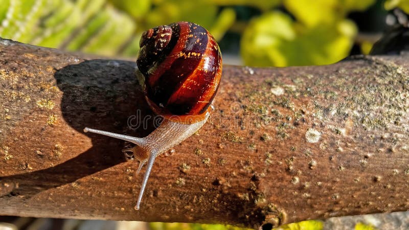 Snail on a Branch after Rain Stock Photo - Image of macro, gastropod ...