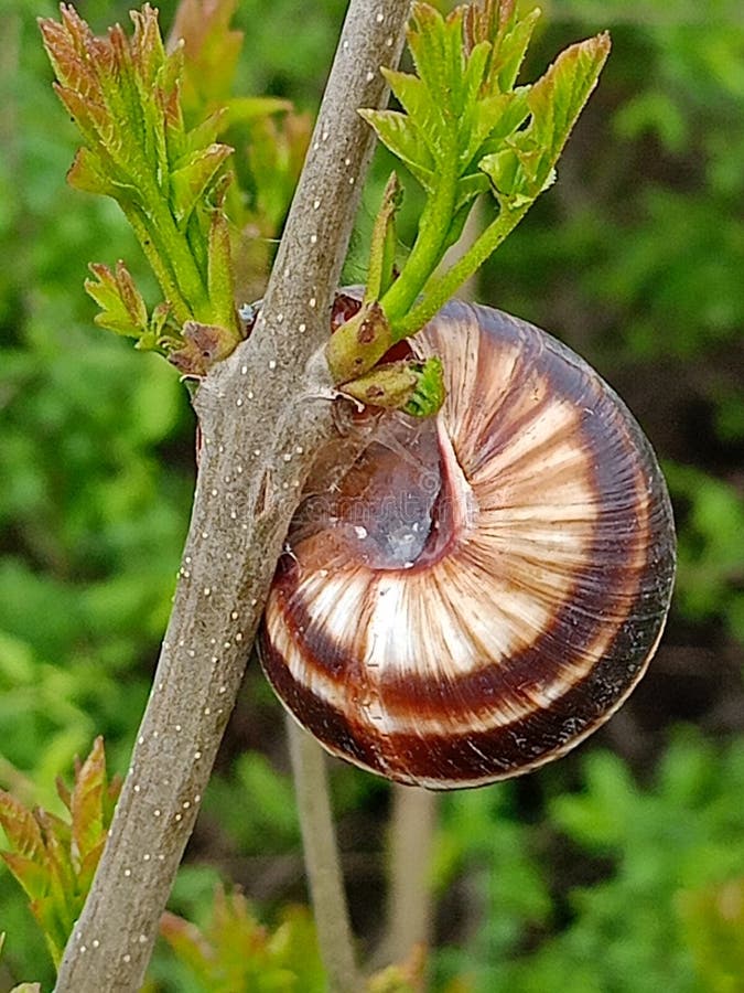Snail on the branch stock photo. Image of wood, branch - 377497184