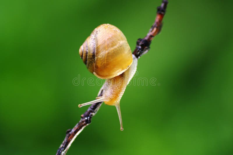 The snail on the branch stock image. Image of animal - 45461447