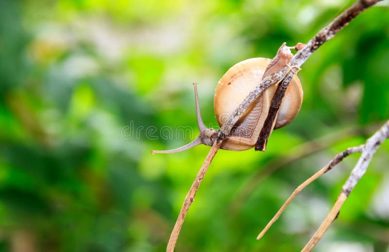 Snail on a branch stock image. Image of close, wild, concept - 38264275