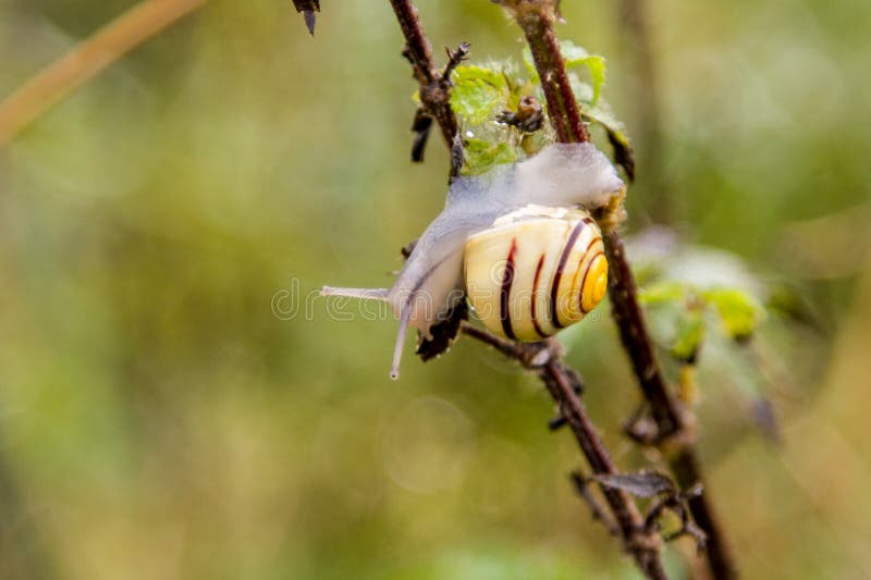 Snail on a branch stock image. Image of wild, closeup - 218789527