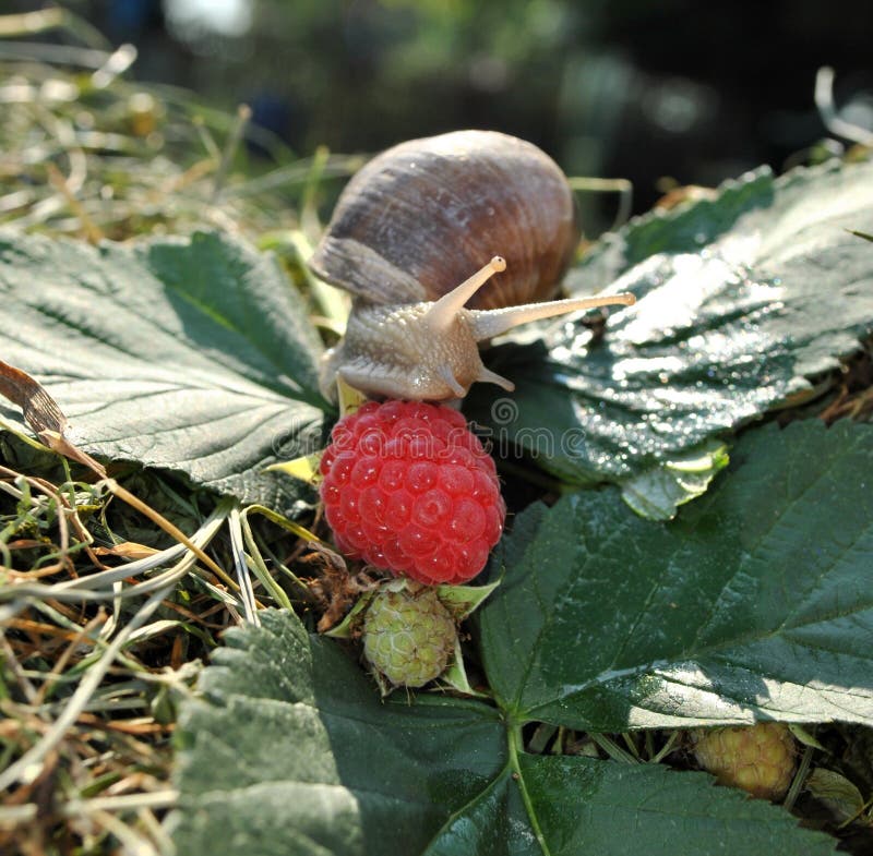 Snail breakfast stock photo. Image of muscle, berry, grass - 15463878