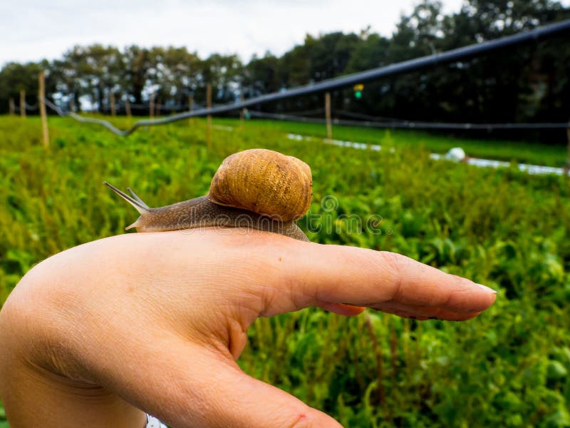 Human Contact with the Snail. Stock Image - Image of white, animal ...