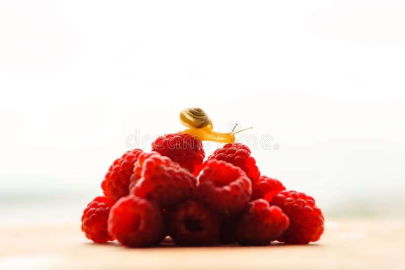 Snail Bridges the Gap between Raspberries Stock Photo - Image of juicy ...
