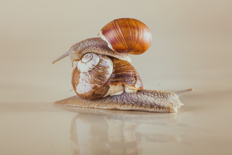Snail, Bright, Shell, Sticky Stock Photo - Image of macro, nature: 44562968