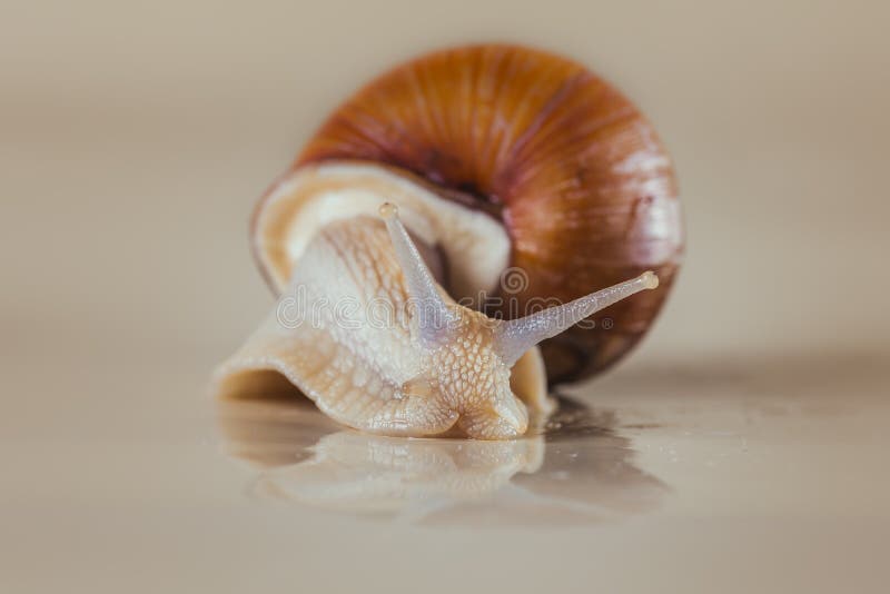 Snail, Bright, Shell, Sticky Stock Image - Image of beautiful ...