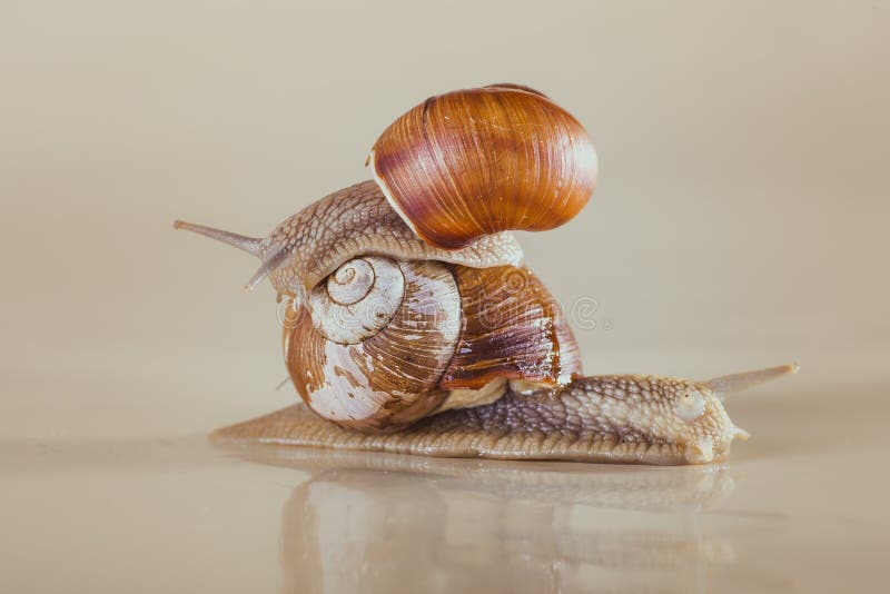 Snail, Bright, Shell, Sticky Stock Image - Image of beautiful ...