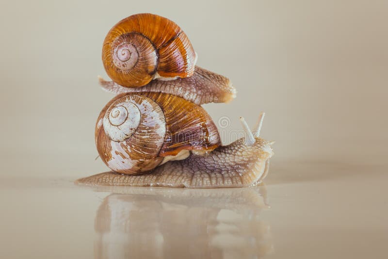 Snail, Bright, Shell, Sticky Stock Image - Image of mollusks, macro ...