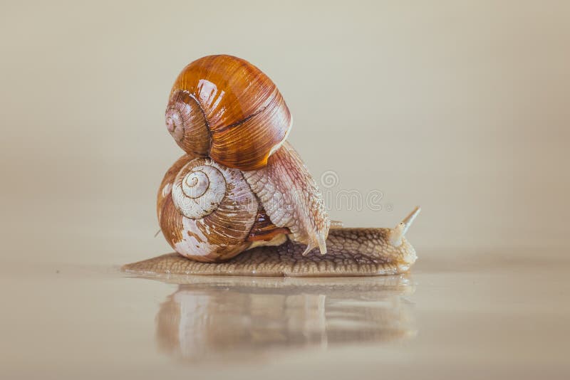 Snail, Bright, Shell, Sticky Stock Image - Image of beautiful ...