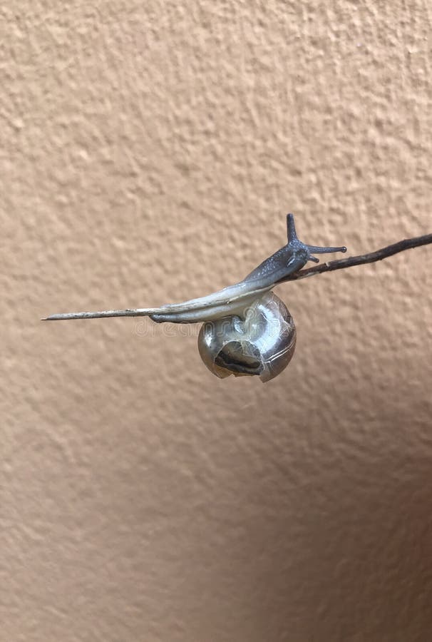 Snail with a Broken Shell on the Pavement Stock Image - Image of ...