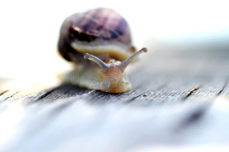 Snail stock image. Image of nature, horns, animals, shell - 92955611