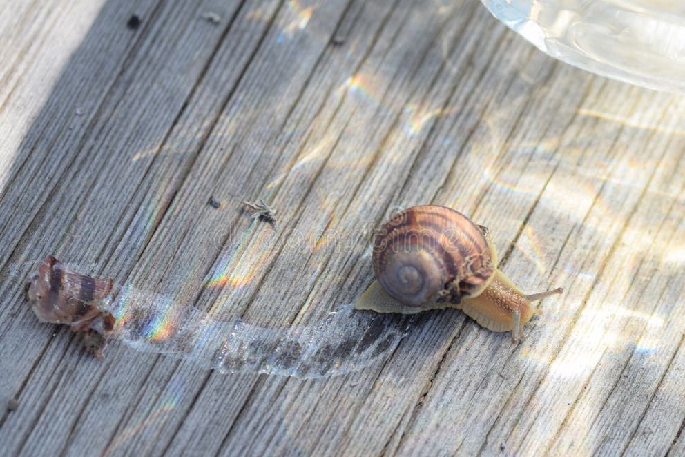 Snail with broken shell stock image. Image of danger - 92901473