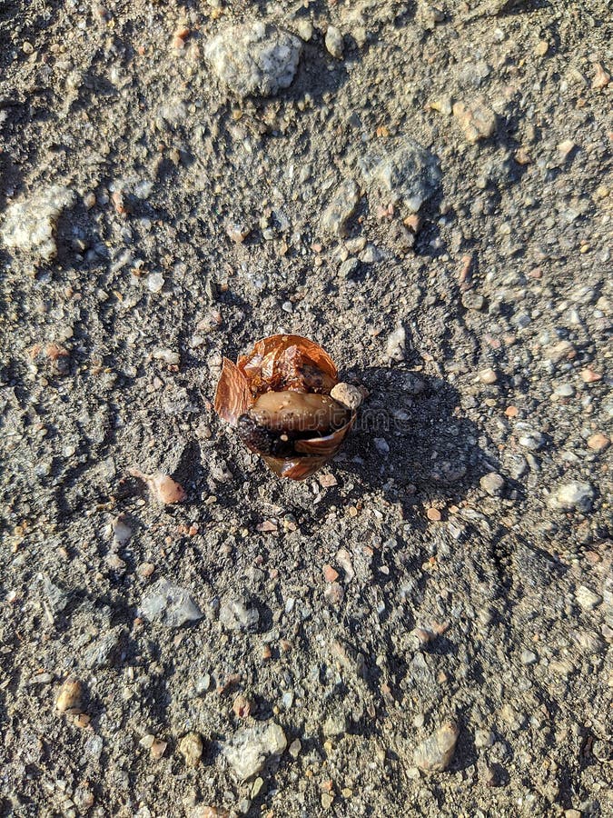 Snail with a Broken Shell on the Pavement Stock Photo - Image of animal ...